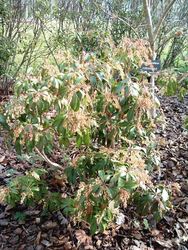 Pieris japonica 'Historyland Supreme' - The Site Gardener