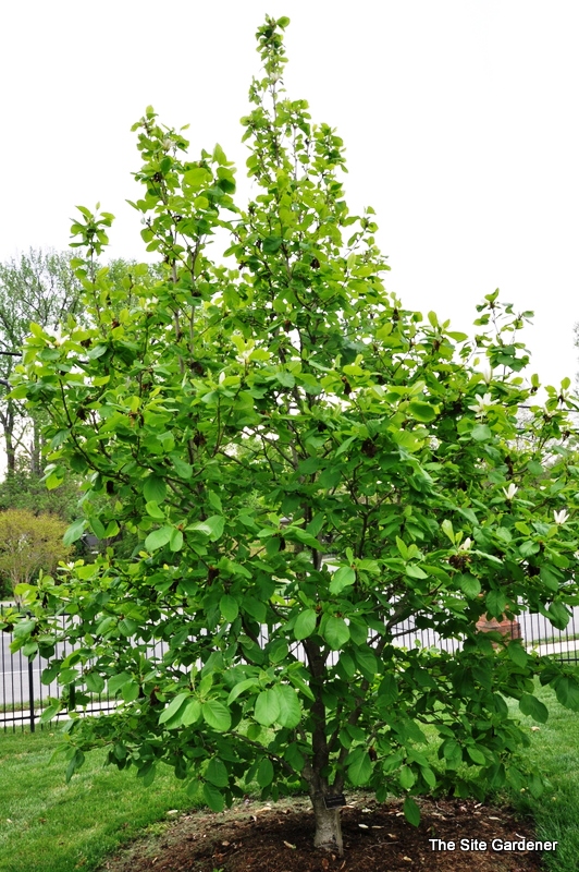 Magnolia 'Elizabeth' - The Site Gardener