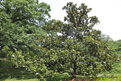 Magnolia grandiflora 'Edith Bogue' - The Site Gardener