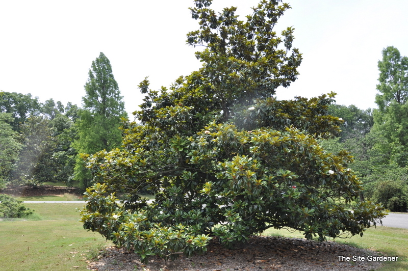 Magnolia grandiflora 'Victoria' - The Site Gardener