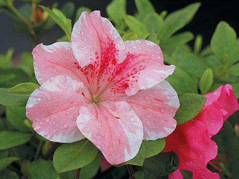 Azalea 'Higasa'( Satsuki Hybrid) - The Site Gardener