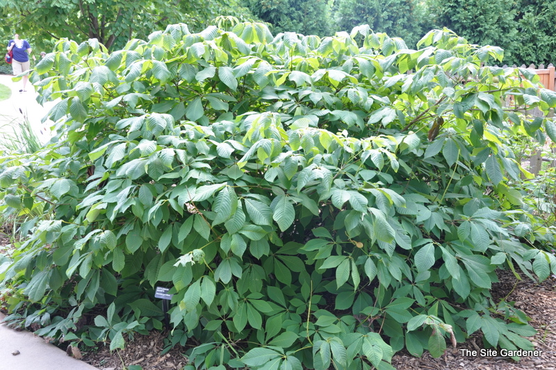 Aesculus parviflora - The Site Gardener