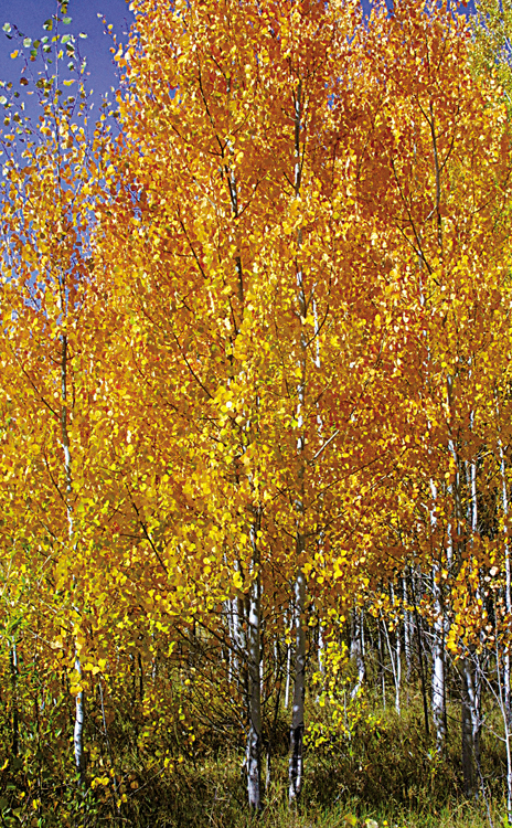 Populus tremuloides - The Site Gardener