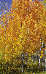 Populus tremuloides - The Site Gardener