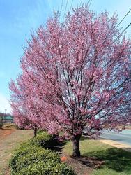 Prunus campanulata Okame - The Site Gardener