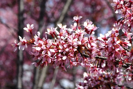 Prunus campanulata Okame - The Site Gardener