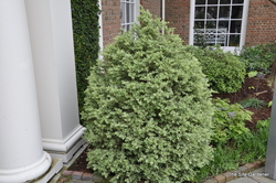 Buxus sempervirens Aurea Variegata - The Site Gardener