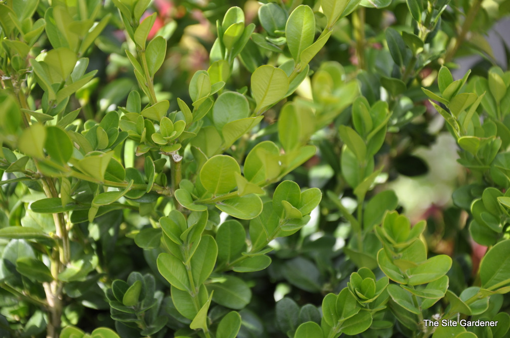 Buxus sempervirens Green Tower - The Site Gardener