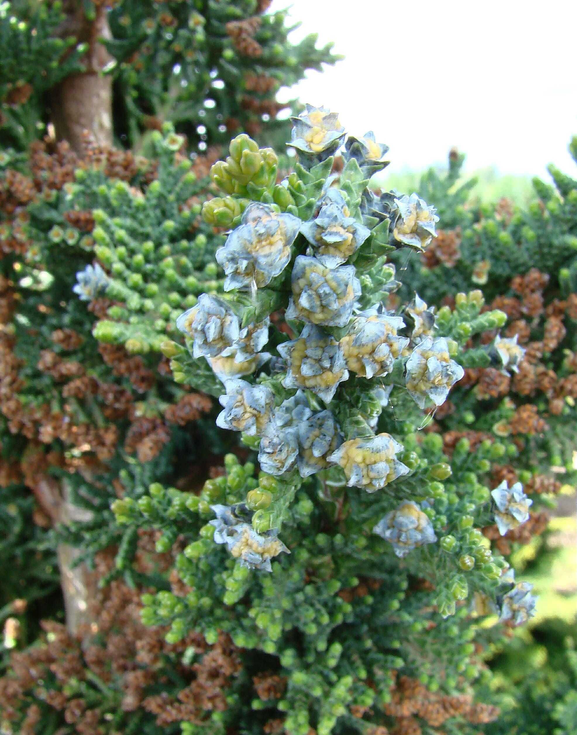 Chamaecyparis lawsoniana Wisselii - The Site Gardener