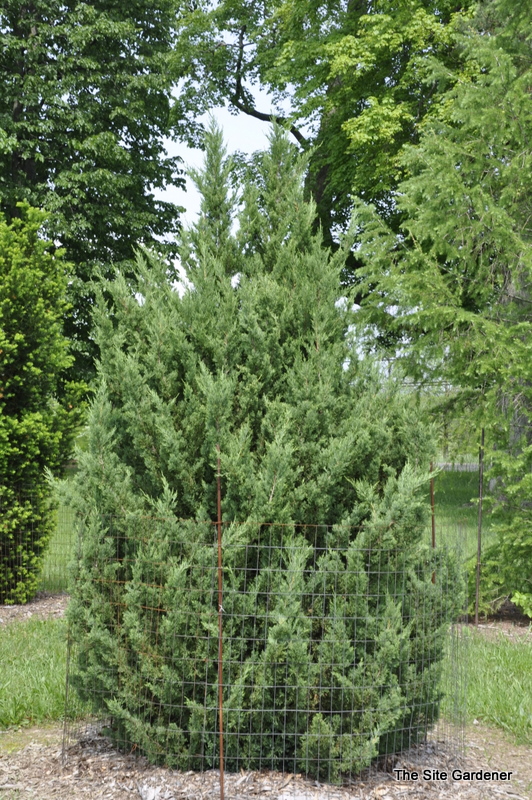Blue Point Juniper Tree Size at Ali Ireland blog