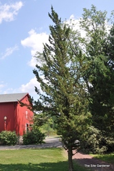 Juniperus chinensis 'Robusta Green' - The Site Gardener