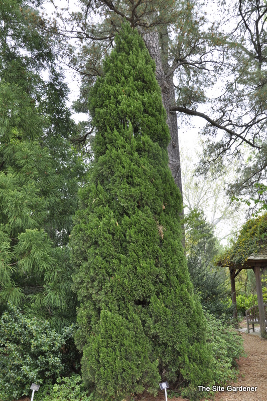 Juniperus chinensis 'Spartan' - The Site Gardener