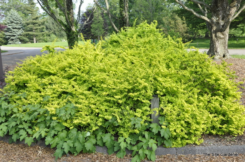 Berberis thunbergii Aurea Golden - The Site Gardener