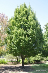Acer rubrum 'Karpick' - The Site Gardener
