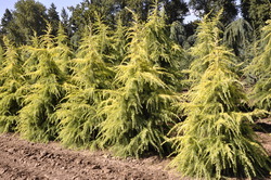 Cedrus deodara Gold Cone - The Site Gardener
