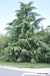 Cedrus deodara - The Site Gardener
