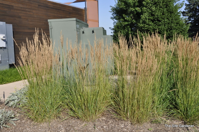 Calamagrostis acutiflora 'Karl Foerster' - The Site Gardener