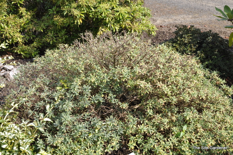 Daphne x burkwoodii Carol Mackie - The Site Gardener