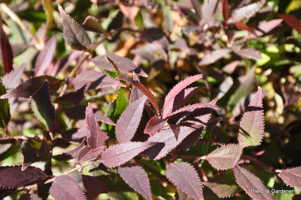 Deutzia gracilis 'Nikko' - The Site Gardener