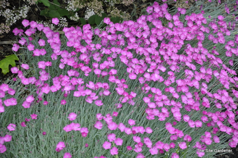 Dianthus Firewitch - The Site Gardener