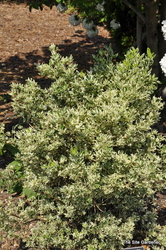 Euonymus japonicus Silver Princess - The Site Gardener