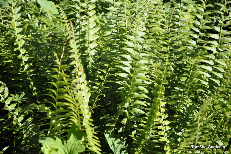 Fern Christmas
