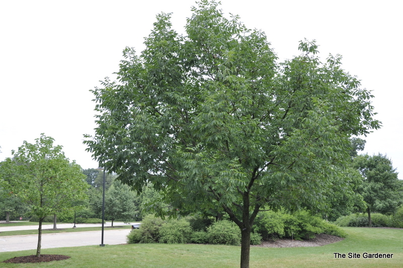Fraxinus americana 'Autumn Applause' - The Site Gardener