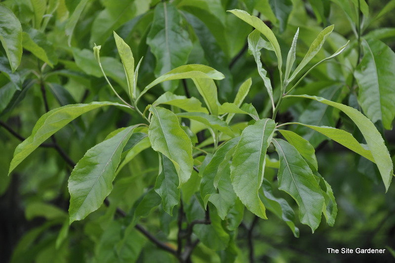 Franklinia Alatamaha - The Site Gardener