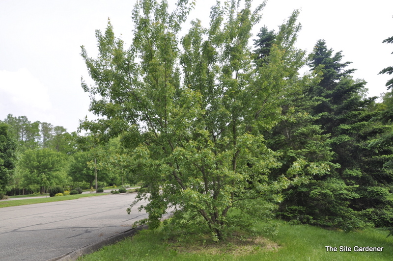 Acer ginnala - The Site Gardener