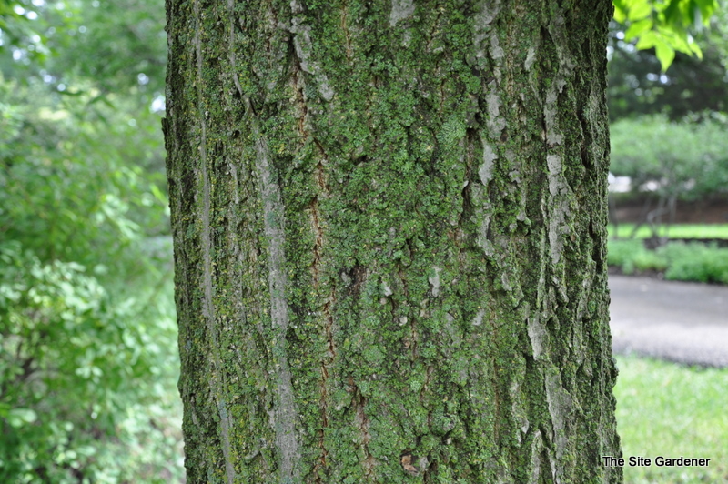 Acer ginnala - The Site Gardener