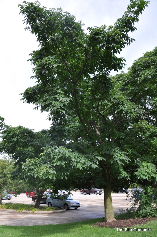 Acer ginnala - The Site Gardener