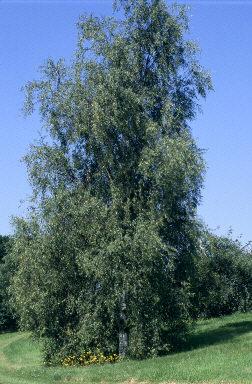 Betula pendula 'Laciniata' - The Site Gardener