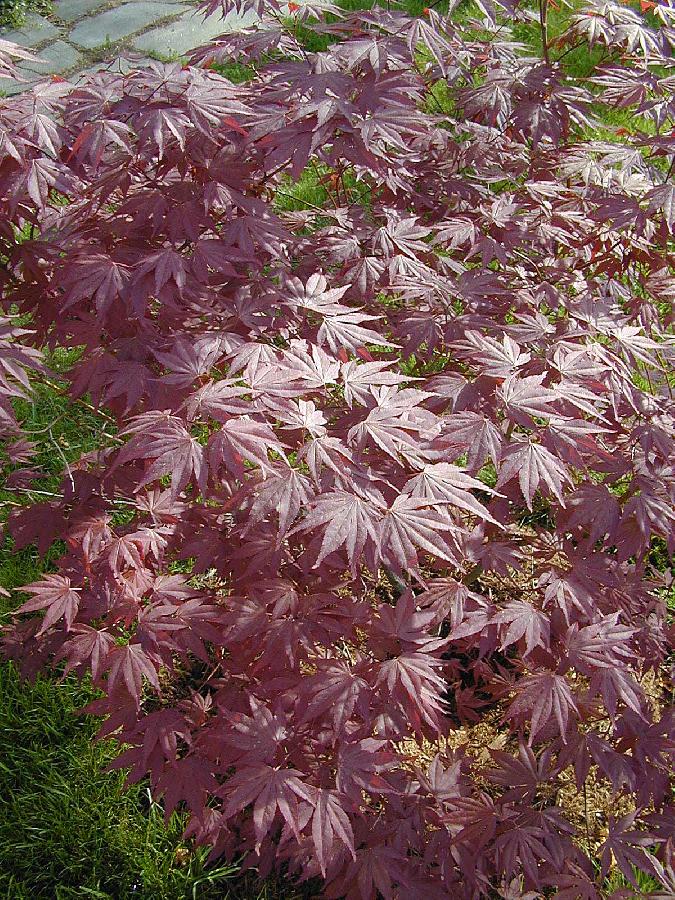 Acer palmatum 'Moonfire' - The Site Gardener