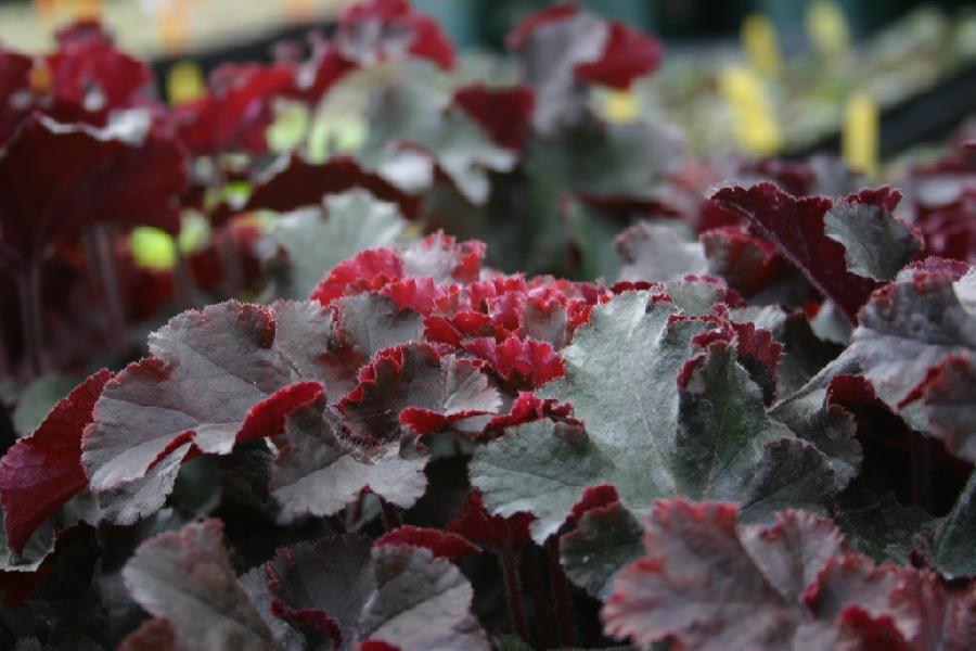 Crimson Curls Silver Bells - The Site Gardener