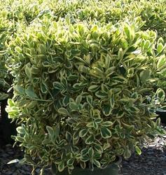Euonymus japonicus 'Silver King' - The Site Gardener